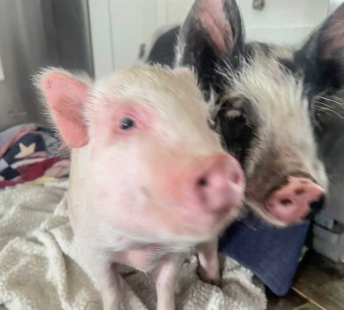 Better Piggies Rescue | Team Charity Case